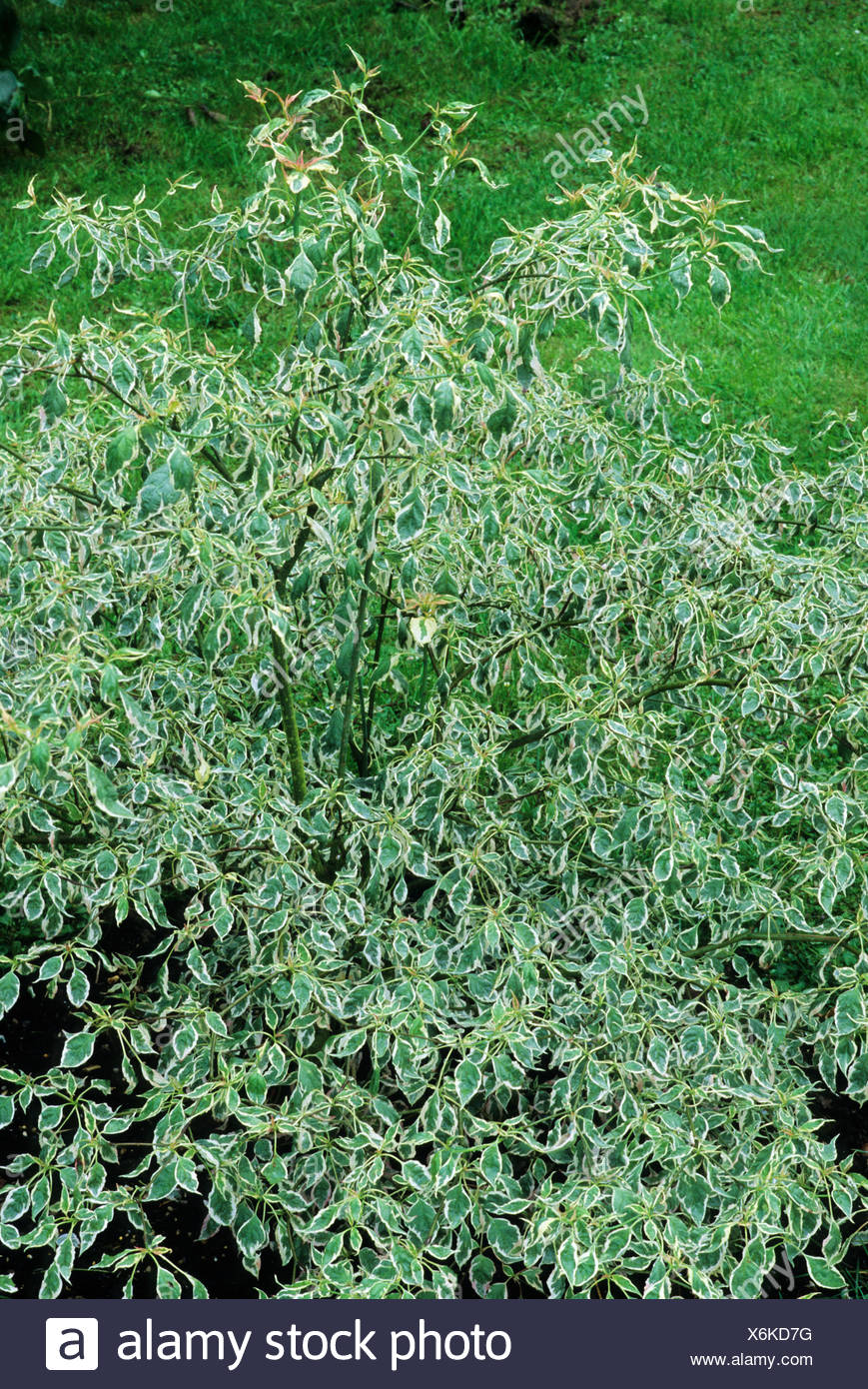 Syn Variegata Stock Photos & Syn Variegata Stock Images - Alamy