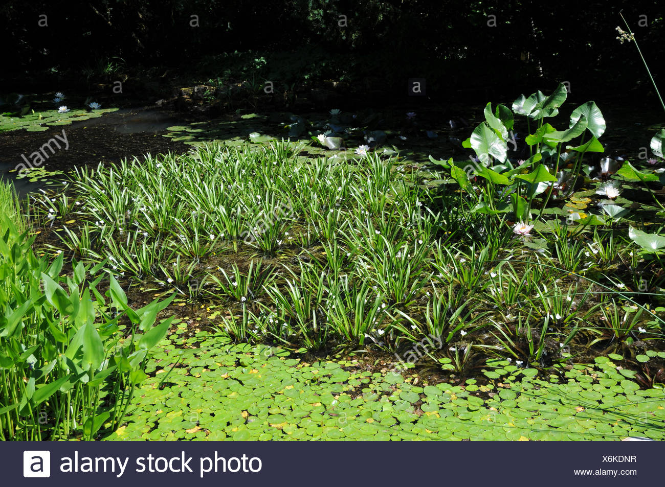 Stratiotes Aloides Water Soldier High Resolution Stock Photography and ...