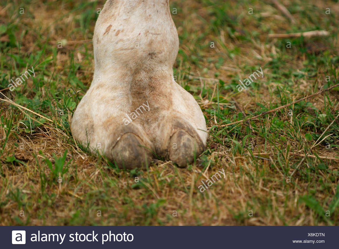Camel Foot Close Up High Resolution Stock Photography and Images - Alamy