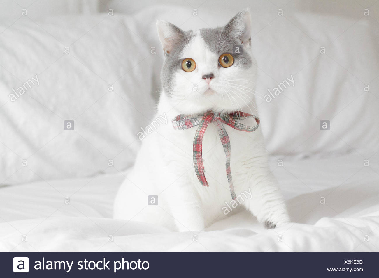 Cat Wearing Ribbon High Resolution Stock Photography and Images - Alamy