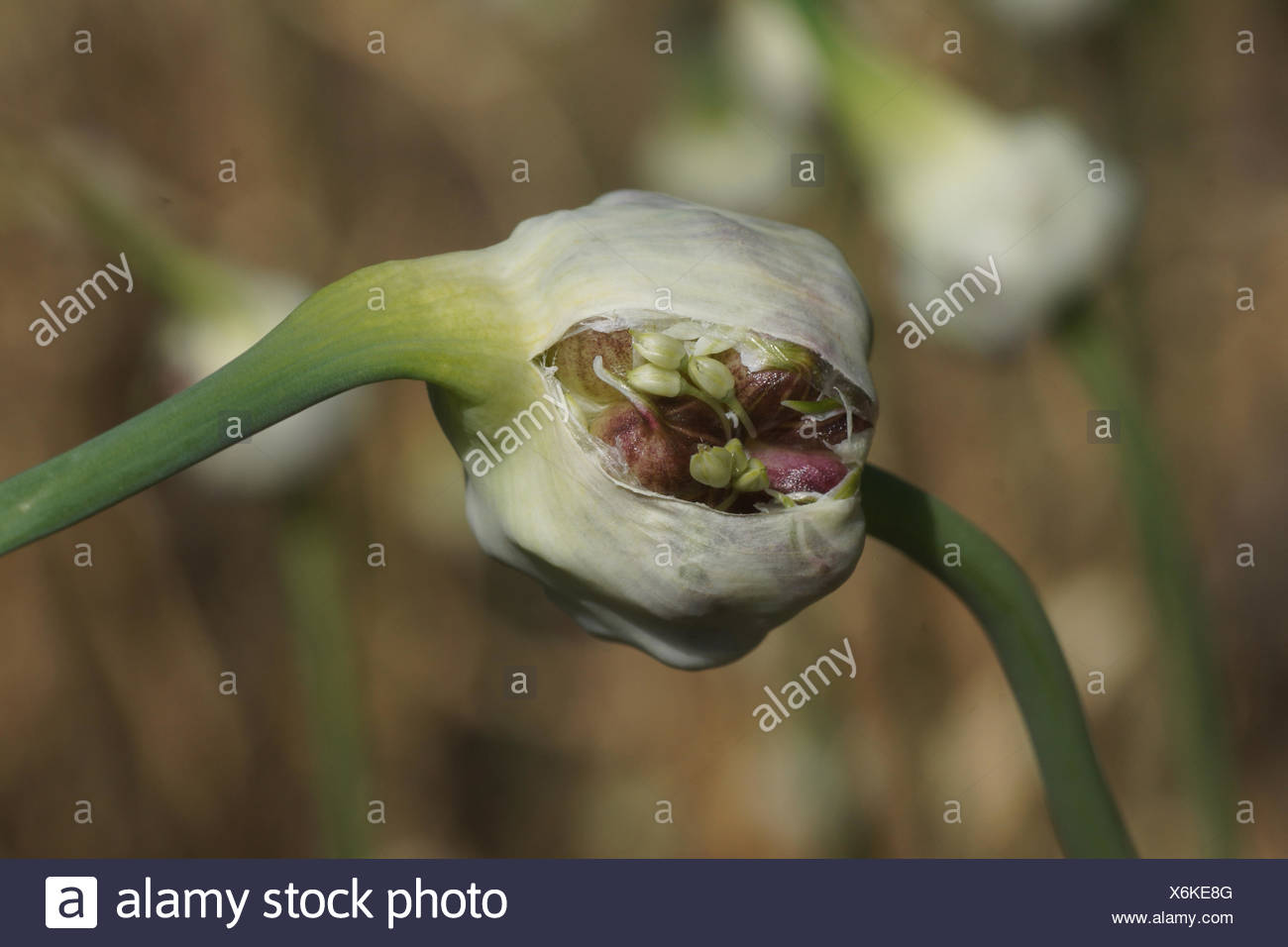 Allium Sativum Plant Plants High Resolution Stock Photography and ...