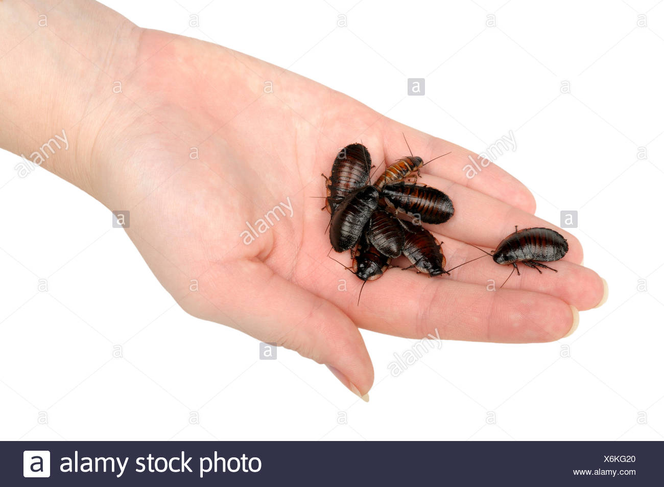 Cockroaches High Resolution Stock Photography and Images - Alamy