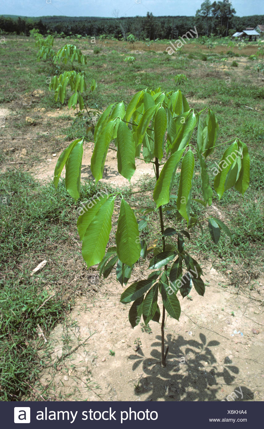 Rubber Plantation Malaysia Stock Photos & Rubber Plantation Malaysia ...