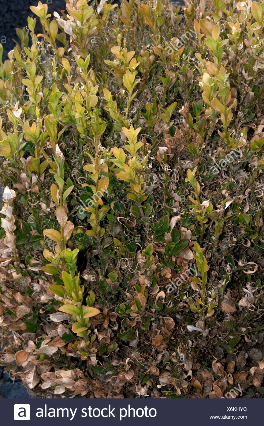Box Tree Moth Damage High Resolution Stock Photography and Images - Alamy