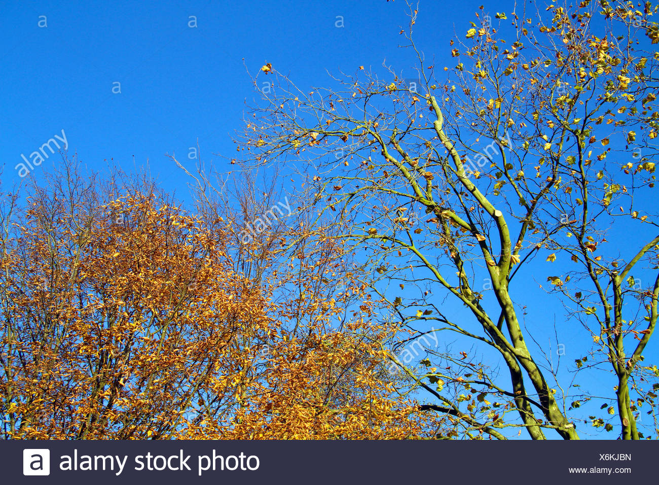 Planetree High Resolution Stock Photography and Images - Alamy