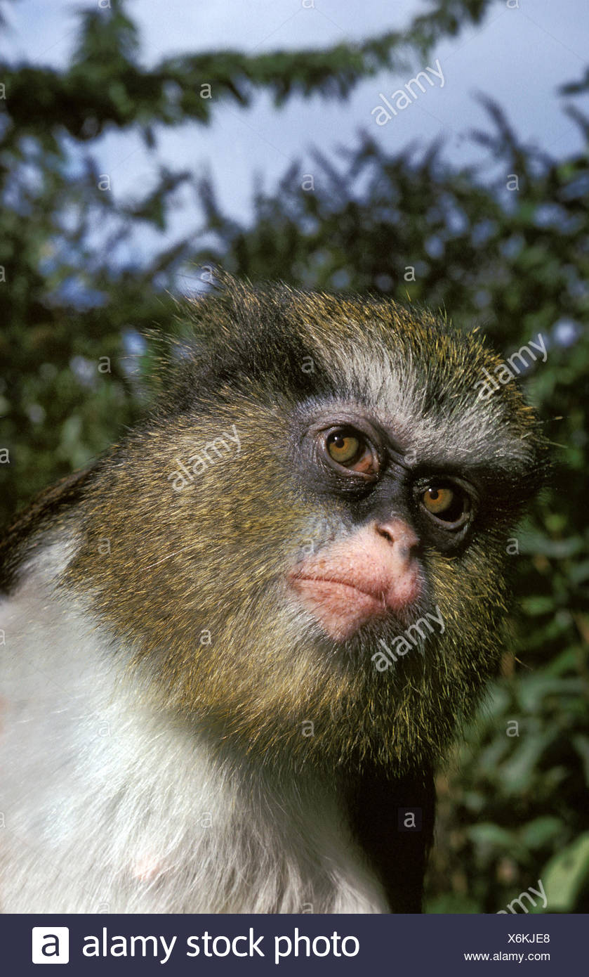 Mona Monkeys High Resolution Stock Photography and Images - Alamy