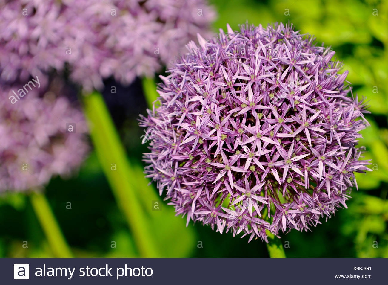 Persian Leek High Resolution Stock Photography and Images - Alamy