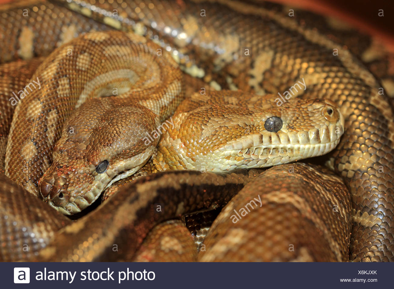 Bredli High Resolution Stock Photography and Images - Alamy