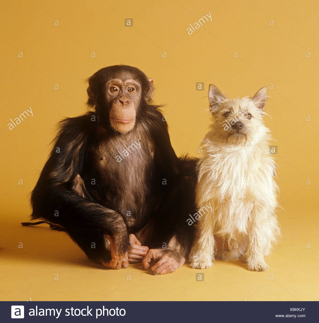 Animal Friendship Chimp Stock Photos & Animal Friendship Chimp Stock ...