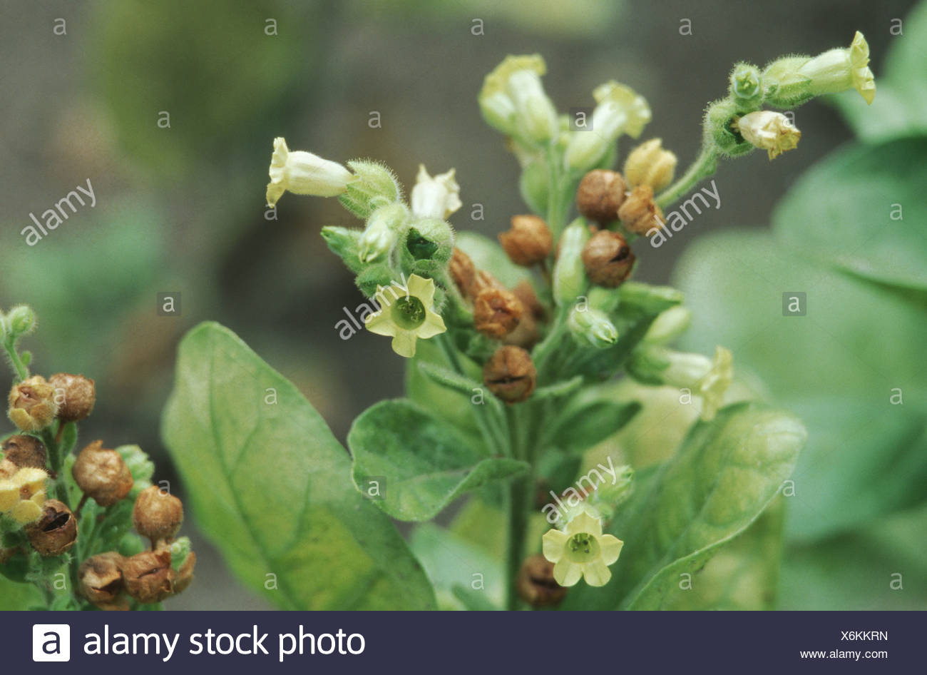 Nicotiana Rustica High Resolution Stock Photography and Images - Alamy