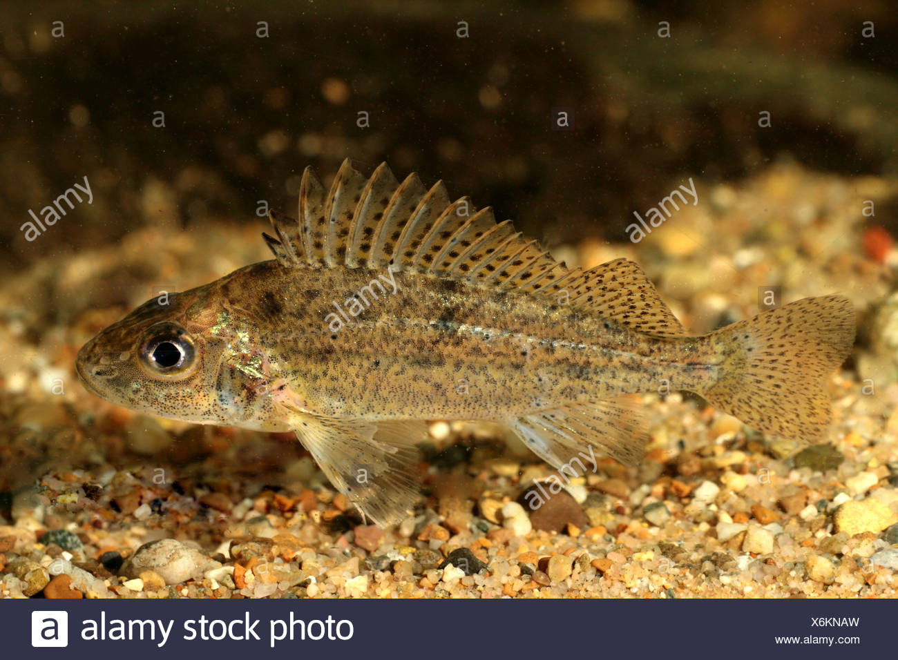 Ruffe Stock Photos & Ruffe Stock Images - Alamy