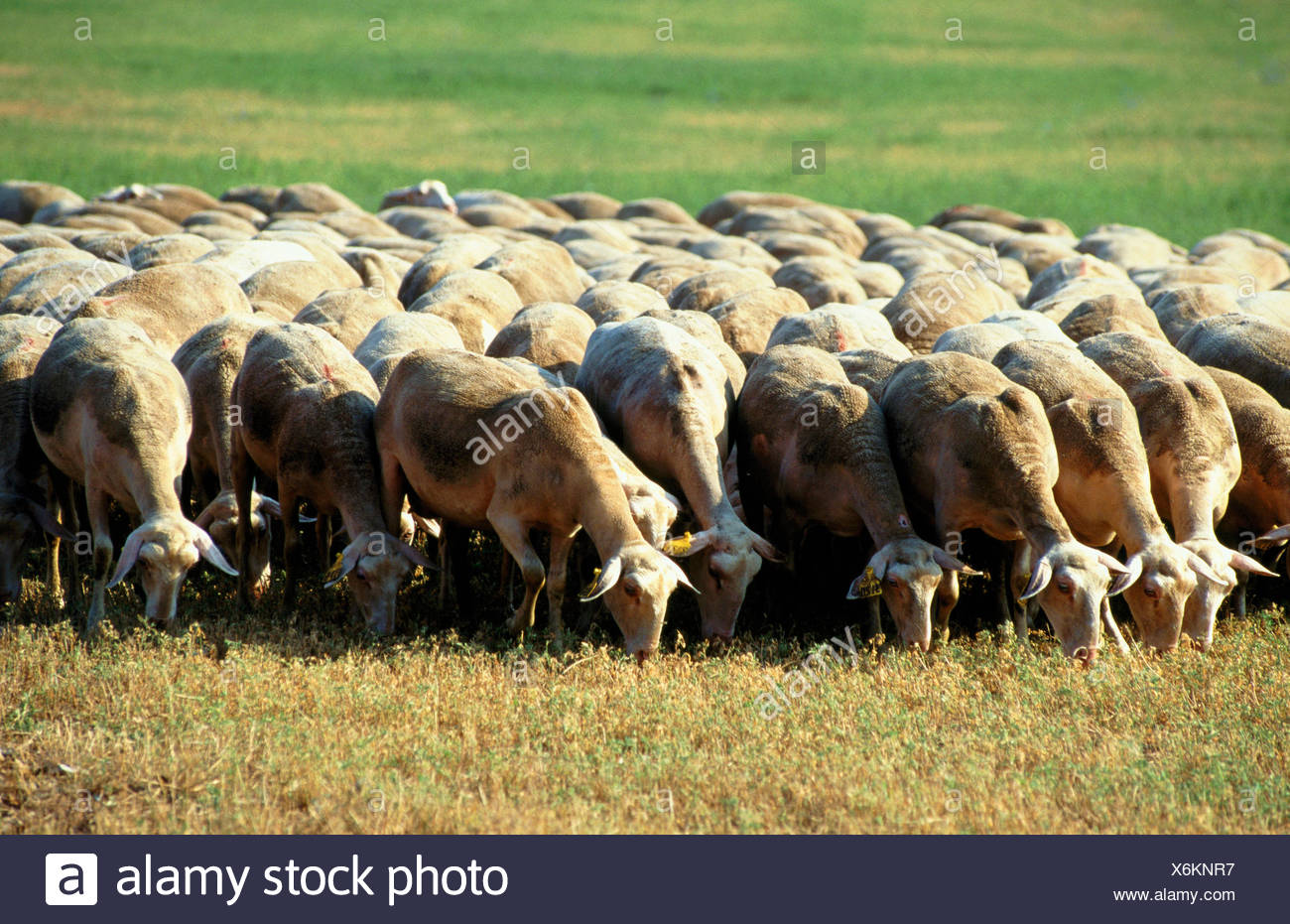 French Breed Of Sheep High Resolution Stock Photography and Images - Alamy