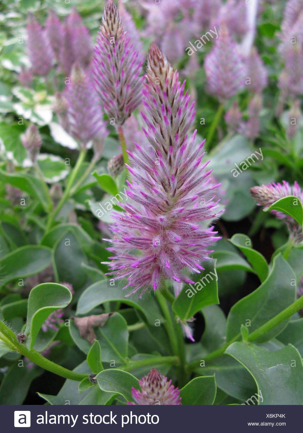 Tall Mulla Mulla Ptilotus Exaltatus High Resolution Stock Photography ...