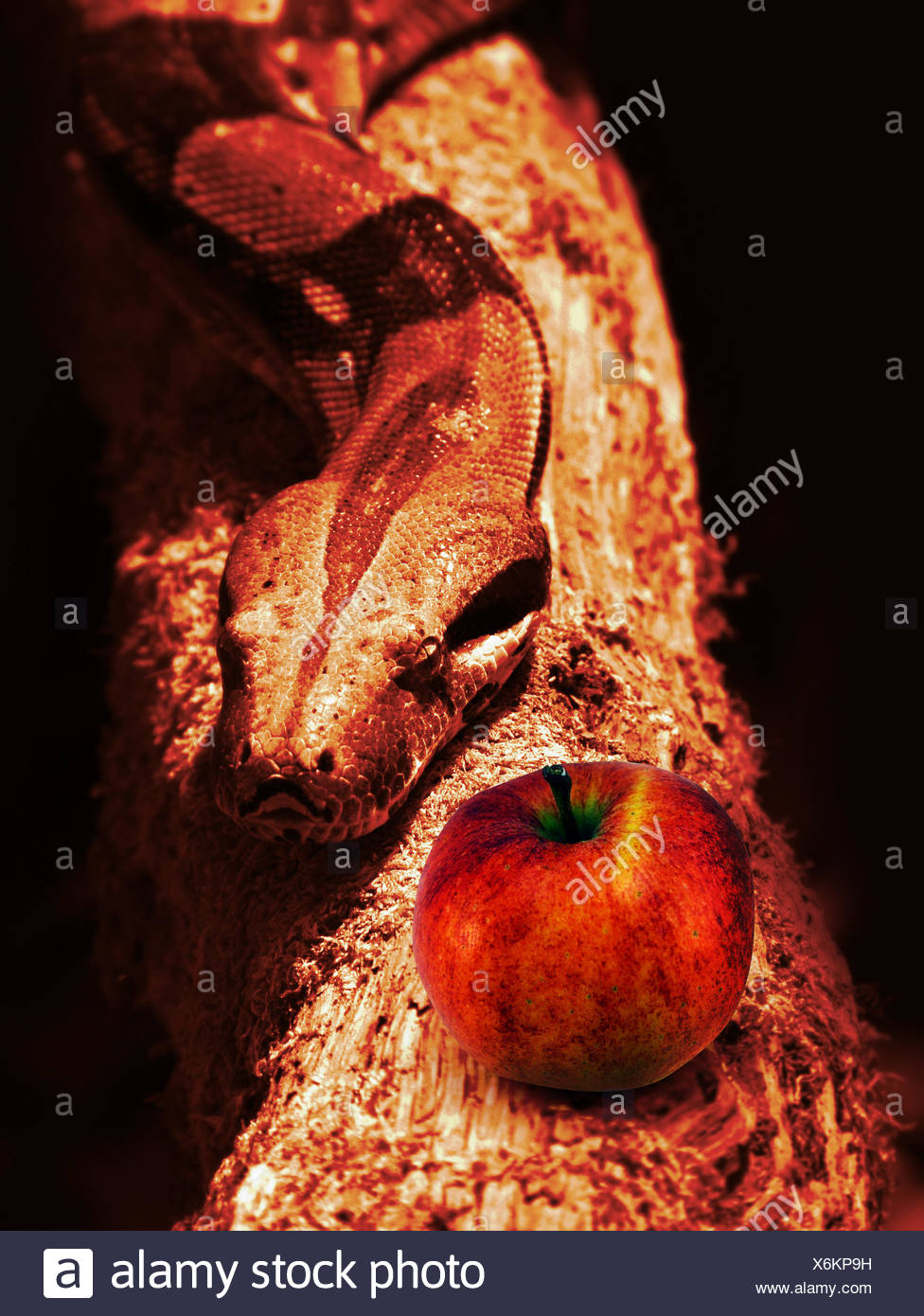 Temptation Apple With Snake High Resolution Stock Photography and ...
