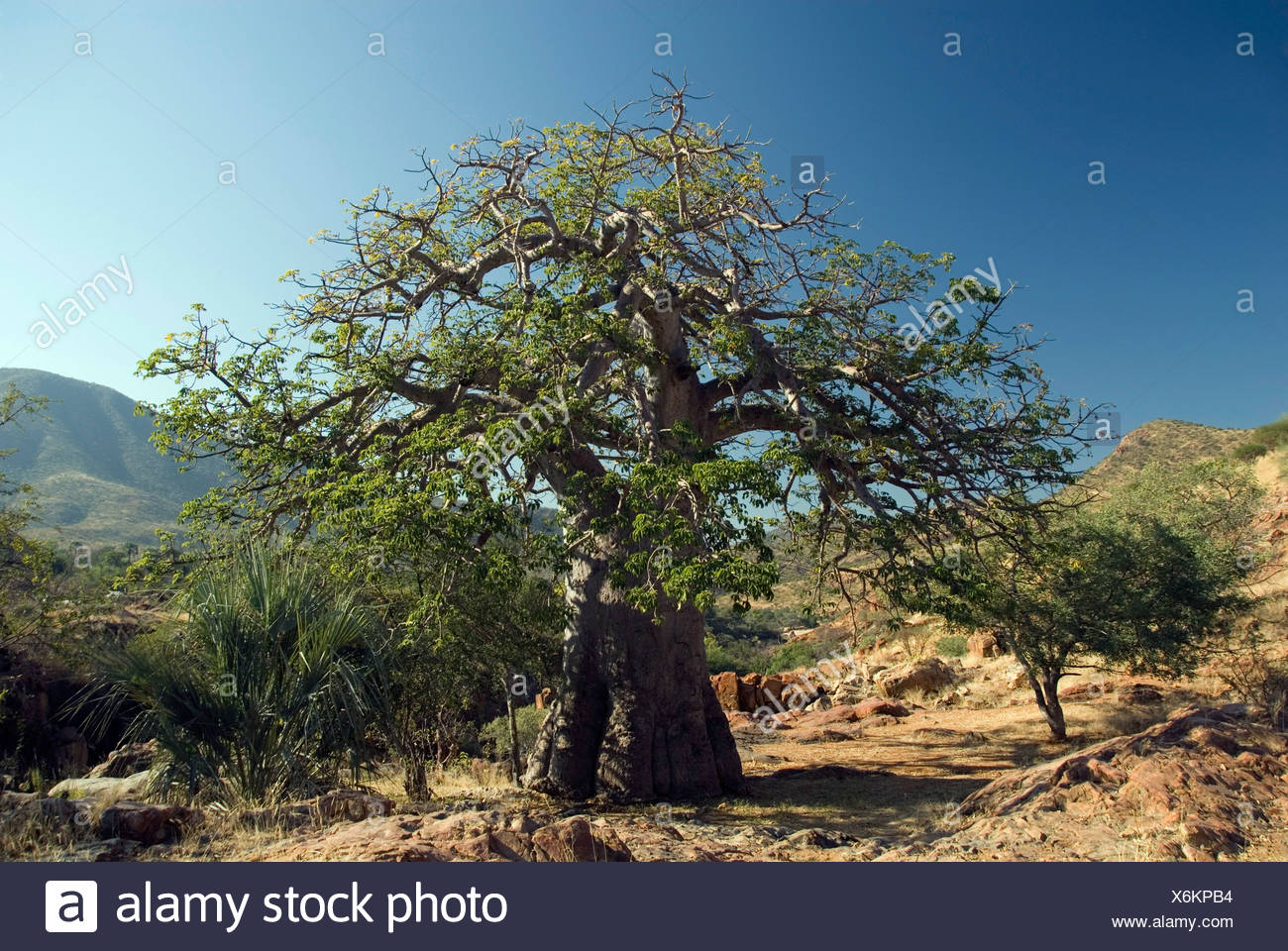 Namibian Native Plants High Resolution Stock Photography and Images - Alamy