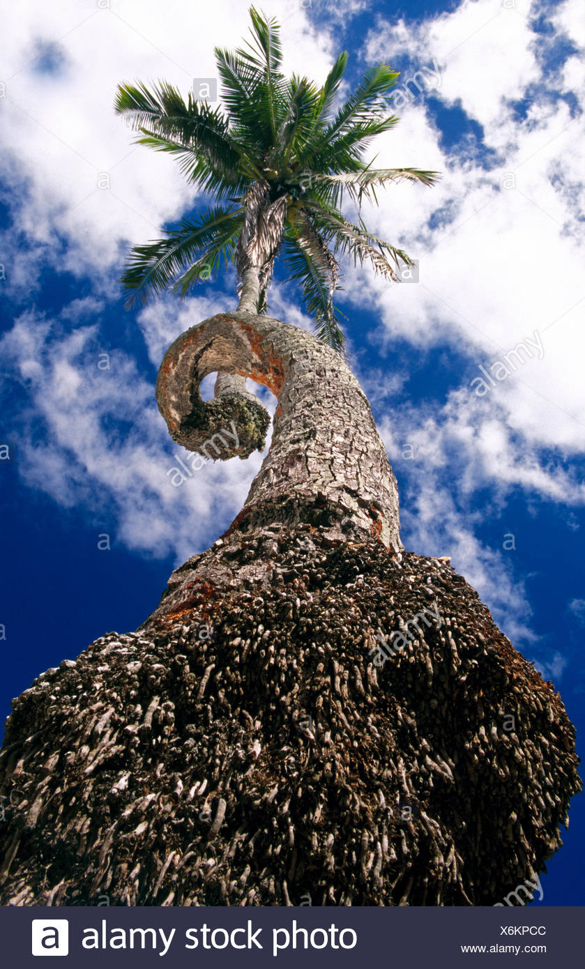 Palmae Arecaceae Stock Photos & Palmae Arecaceae Stock Images - Alamy