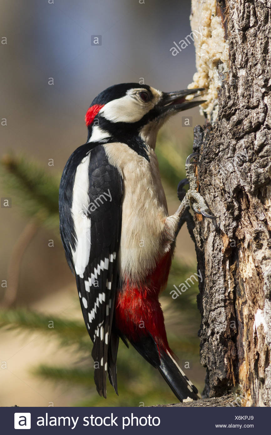 Rot Spechte High Resolution Stock Photography and Images - Alamy