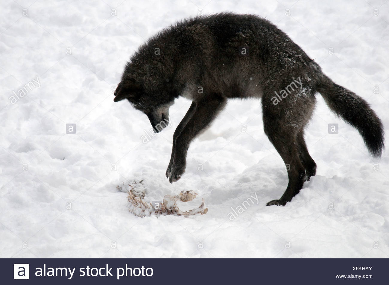 Black Wolf Photography High Resolution Stock Photography and Images - Alamy