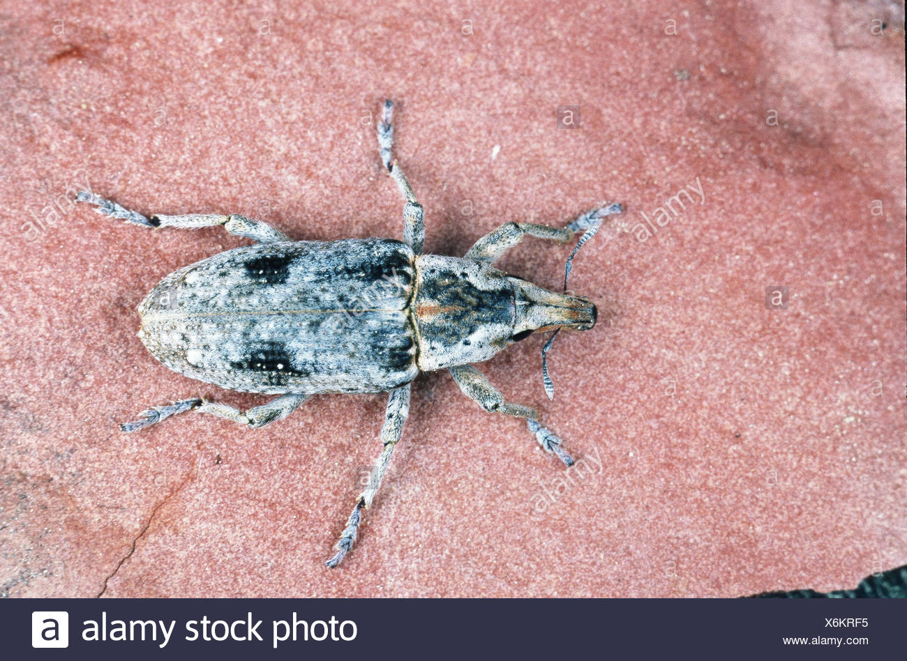 Root Weevil High Resolution Stock Photography and Images - Alamy