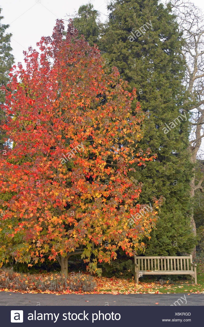 Liquidambar Styraciflua Lane Roberts Stock Photos & Liquidambar Styraciflua Lane Roberts Stock ...