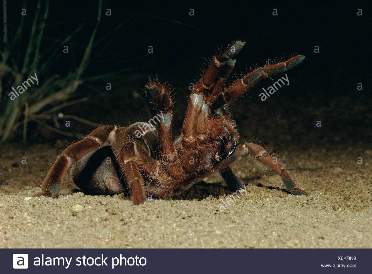 Invertebrate Spider Baboon High Resolution Stock Photography and Images ...