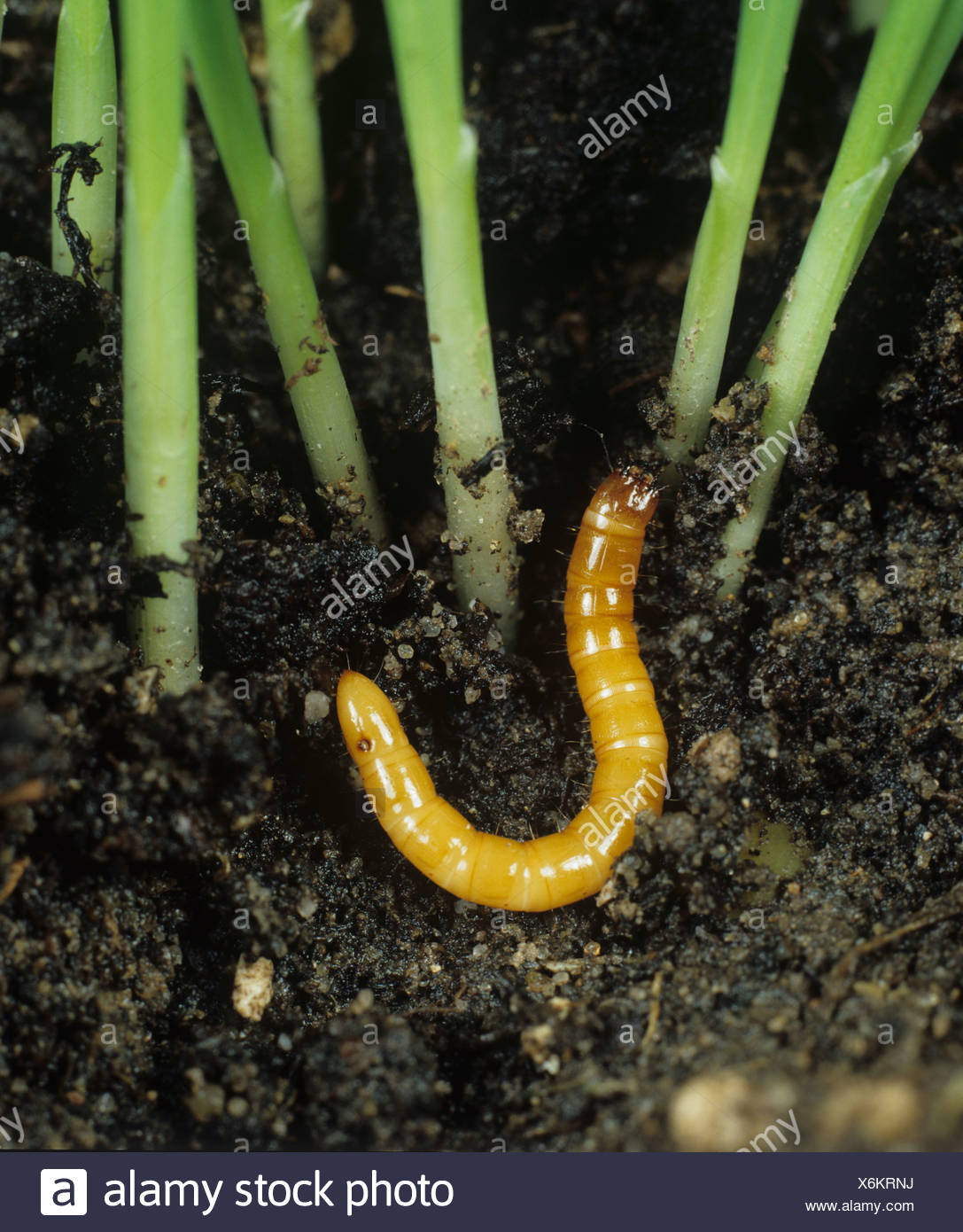 Wireworm High Resolution Stock Photography and Images - Alamy