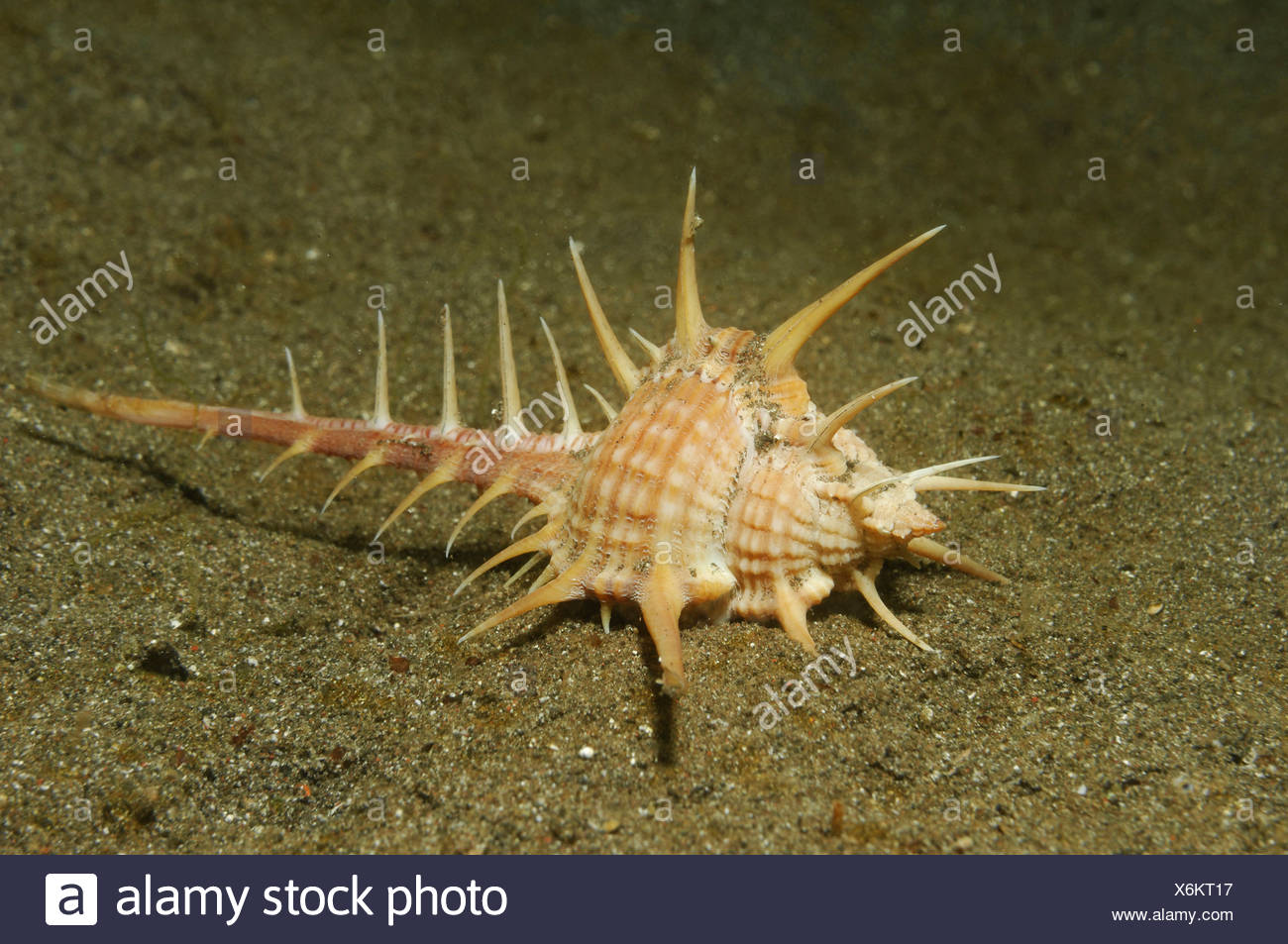 Murex Snails Stock Photos & Murex Snails Stock Images - Alamy