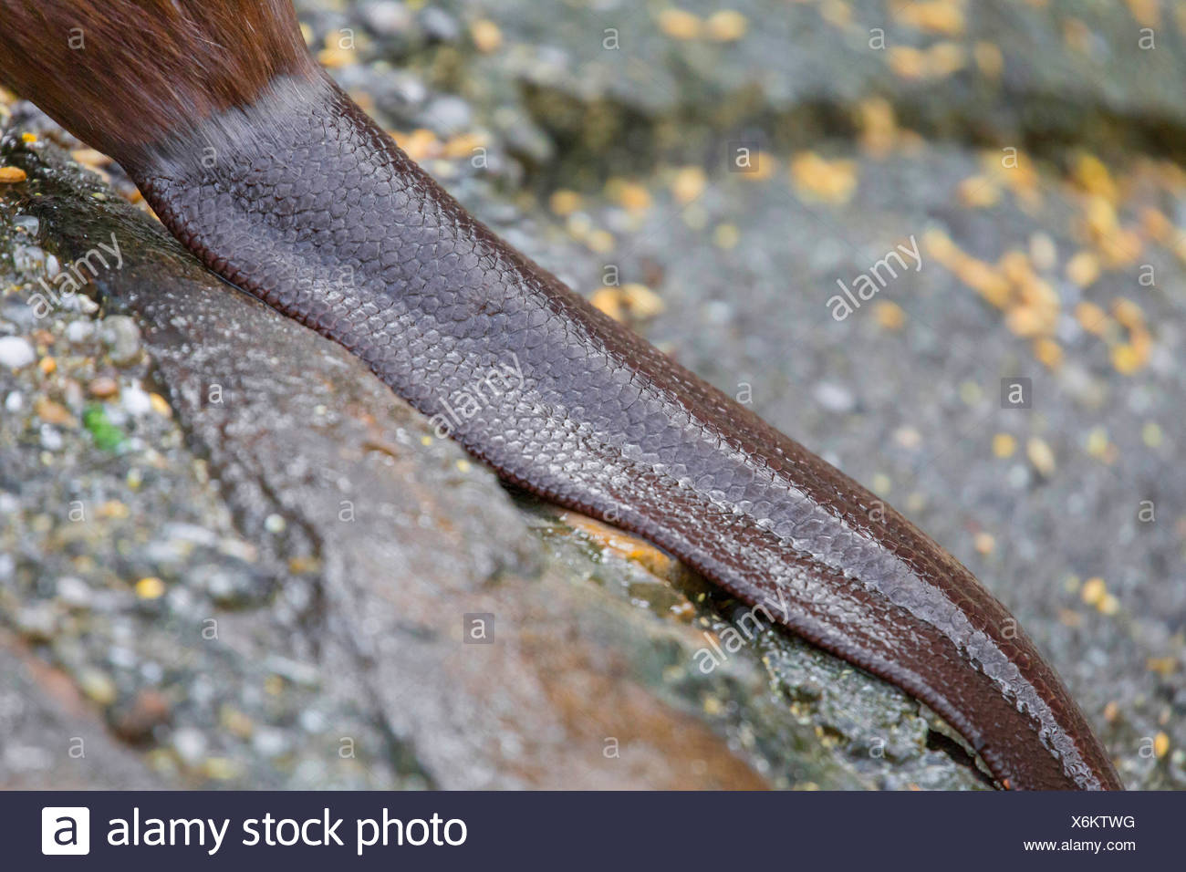 Beaver Tail Close Up Stock Photos & Beaver Tail Close Up Stock Images ...