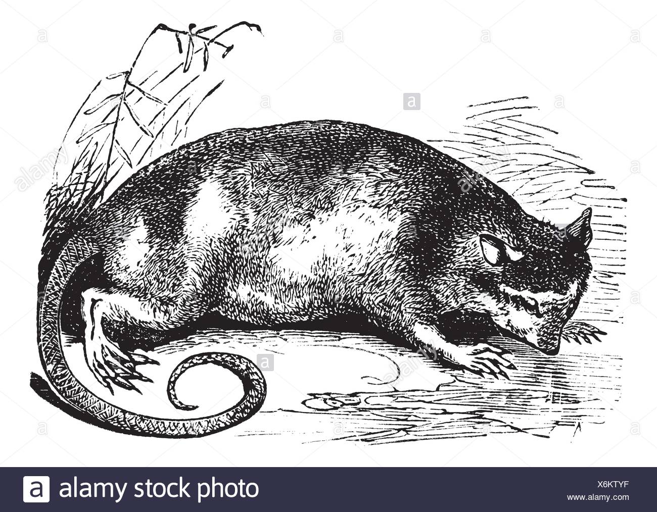 Opossum Illustration High Resolution Stock Photography and Images - Alamy