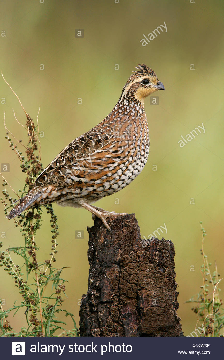 Female Bobwhite Quail High Resolution Stock Photography and Images - Alamy