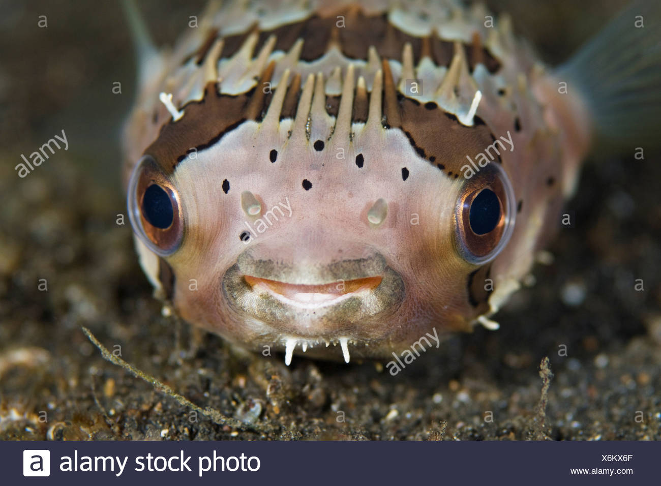 Balloonfish High Resolution Stock Photography and Images - Alamy