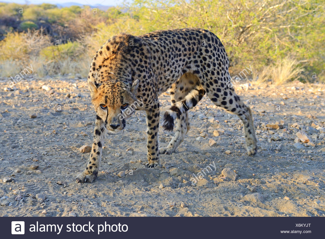 Cheetah Pose High Resolution Stock Photography and Images - Alamy