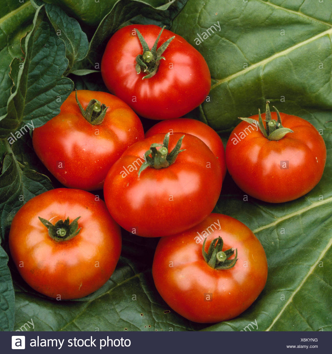 Marmande Tomato High Resolution Stock Photography and Images - Alamy