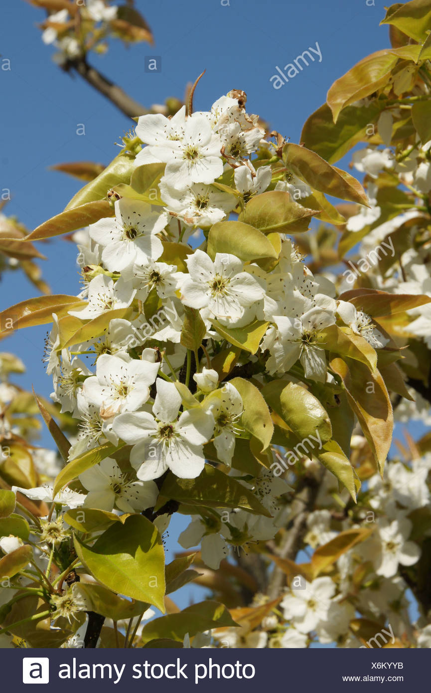 Asian Pear Blossoms High Resolution Stock Photography and Images - Alamy