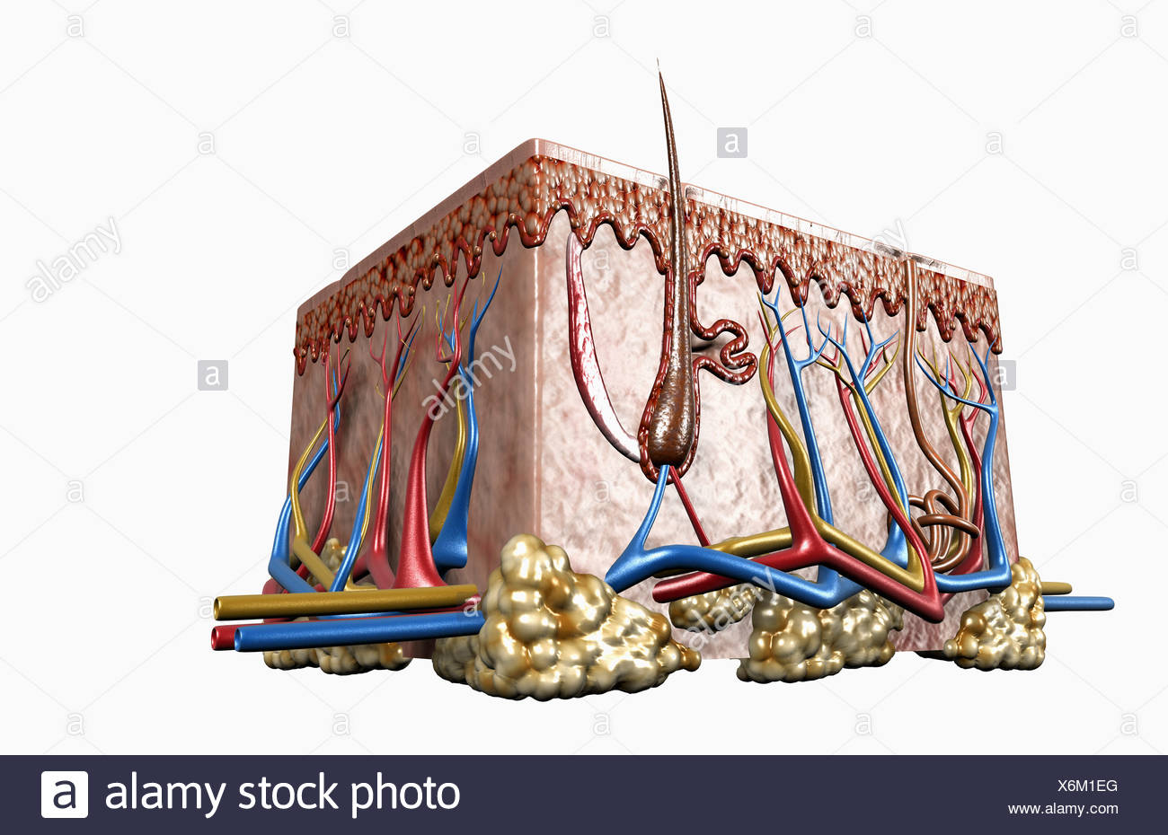 Human Integumentary System High Resolution Stock Photography and Images ...