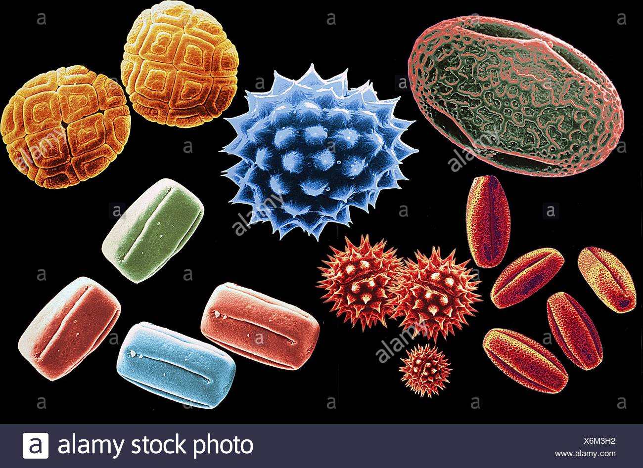 Pollen Microscope High Resolution Stock Photography and Images - Alamy