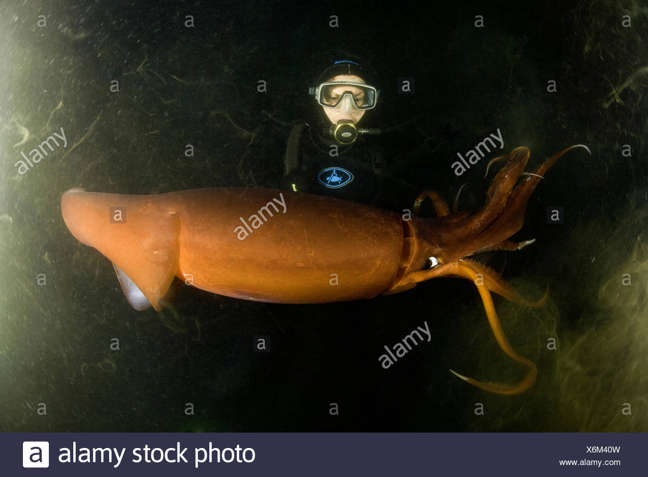 Giant Squid Underwater Stock Photos & Giant Squid Underwater Stock ...