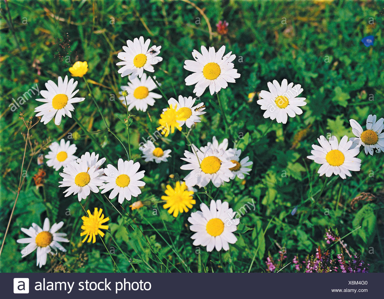 Wiesen Margeriten High Resolution Stock Photography and Images - Alamy
