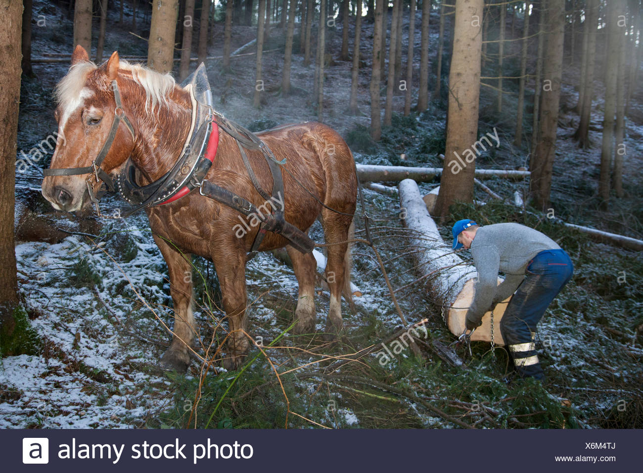 Logging Horse High Resolution Stock Photography and Images - Alamy