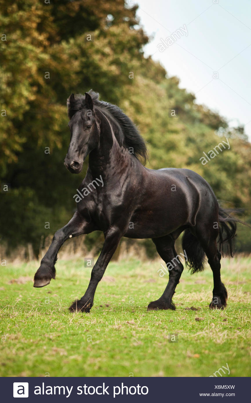 Friesian Horse Galloping Meadow High Resolution Stock Photography and ...