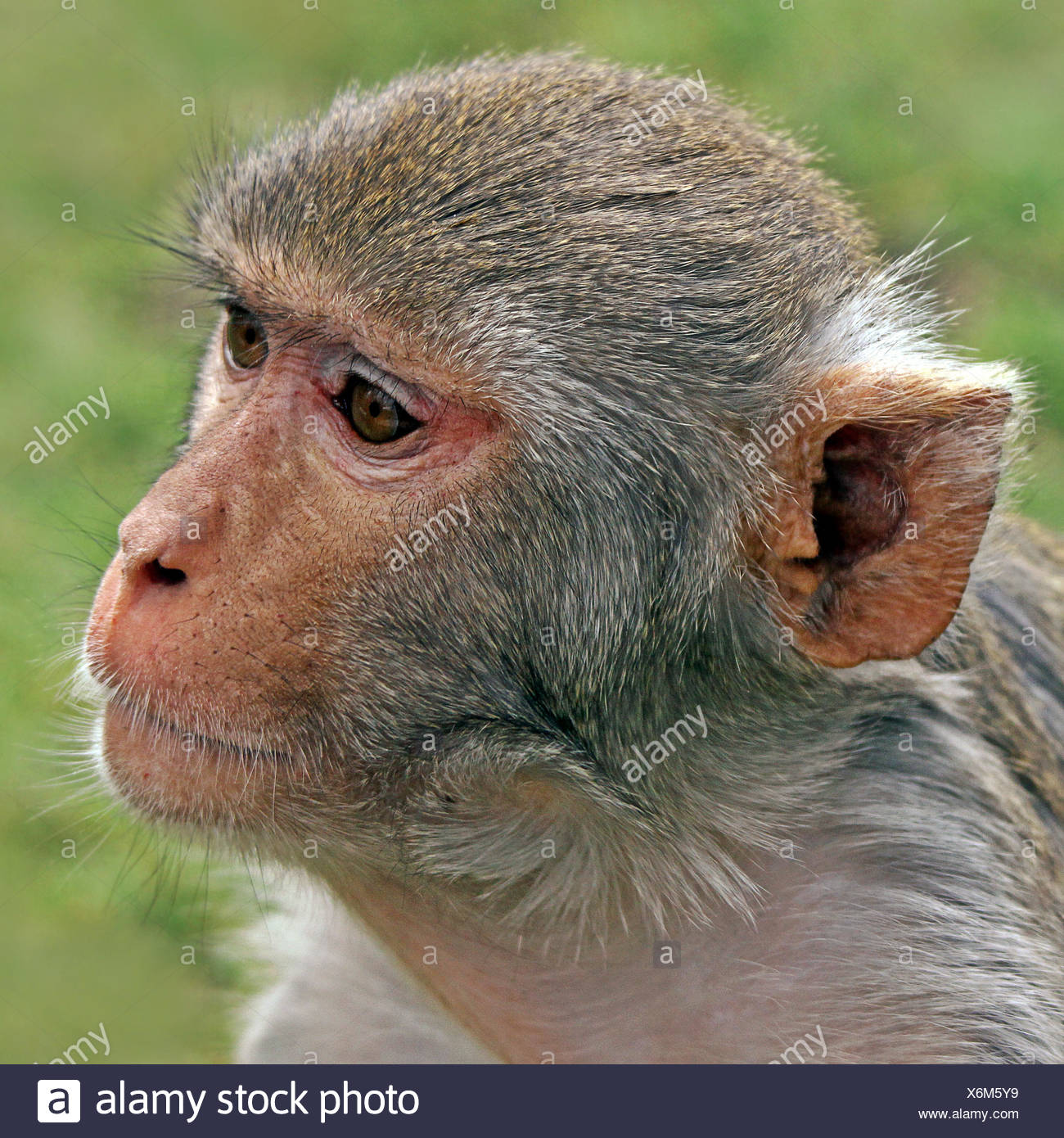 Rhesus Factor Stock Photos & Rhesus Factor Stock Images - Alamy