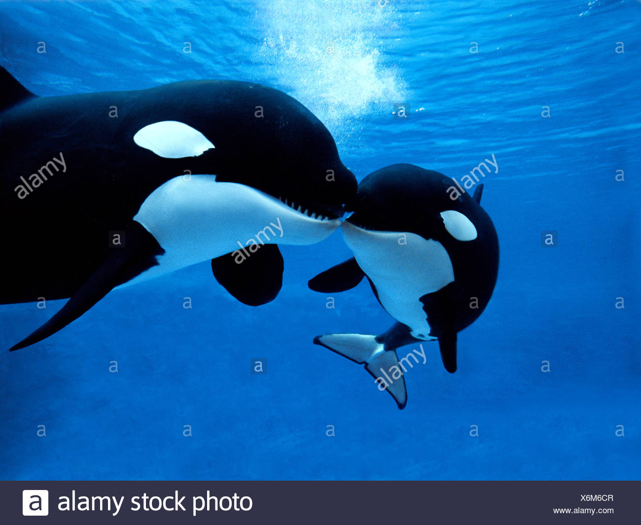 Orca Calf Underwater Stock Photos & Orca Calf Underwater Stock Images ...