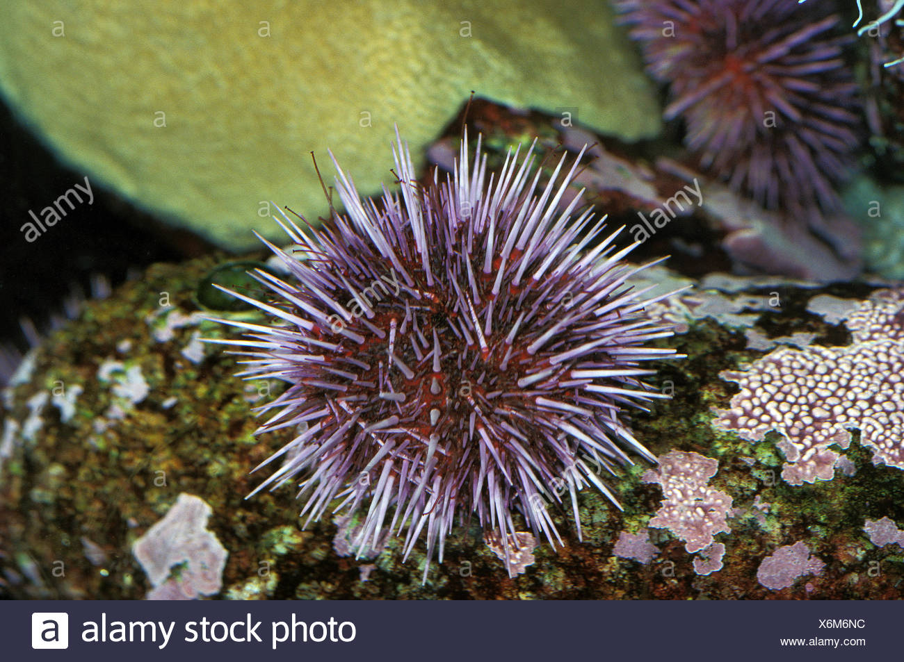 Purpuratus High Resolution Stock Photography and Images - Alamy