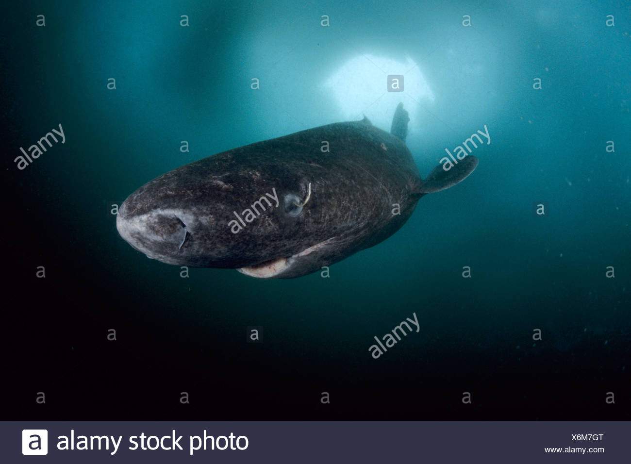 Greenland Shark High Resolution Stock Photography and Images - Alamy