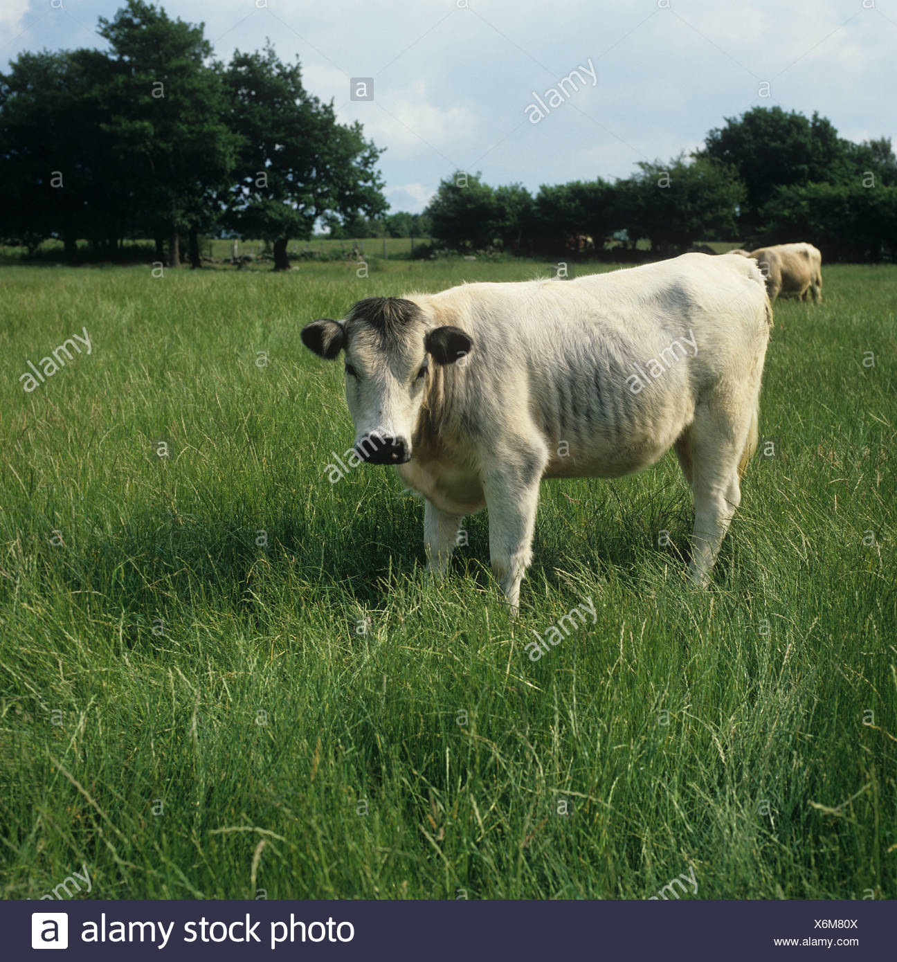 British White Cow High Resolution Stock Photography and Images - Alamy