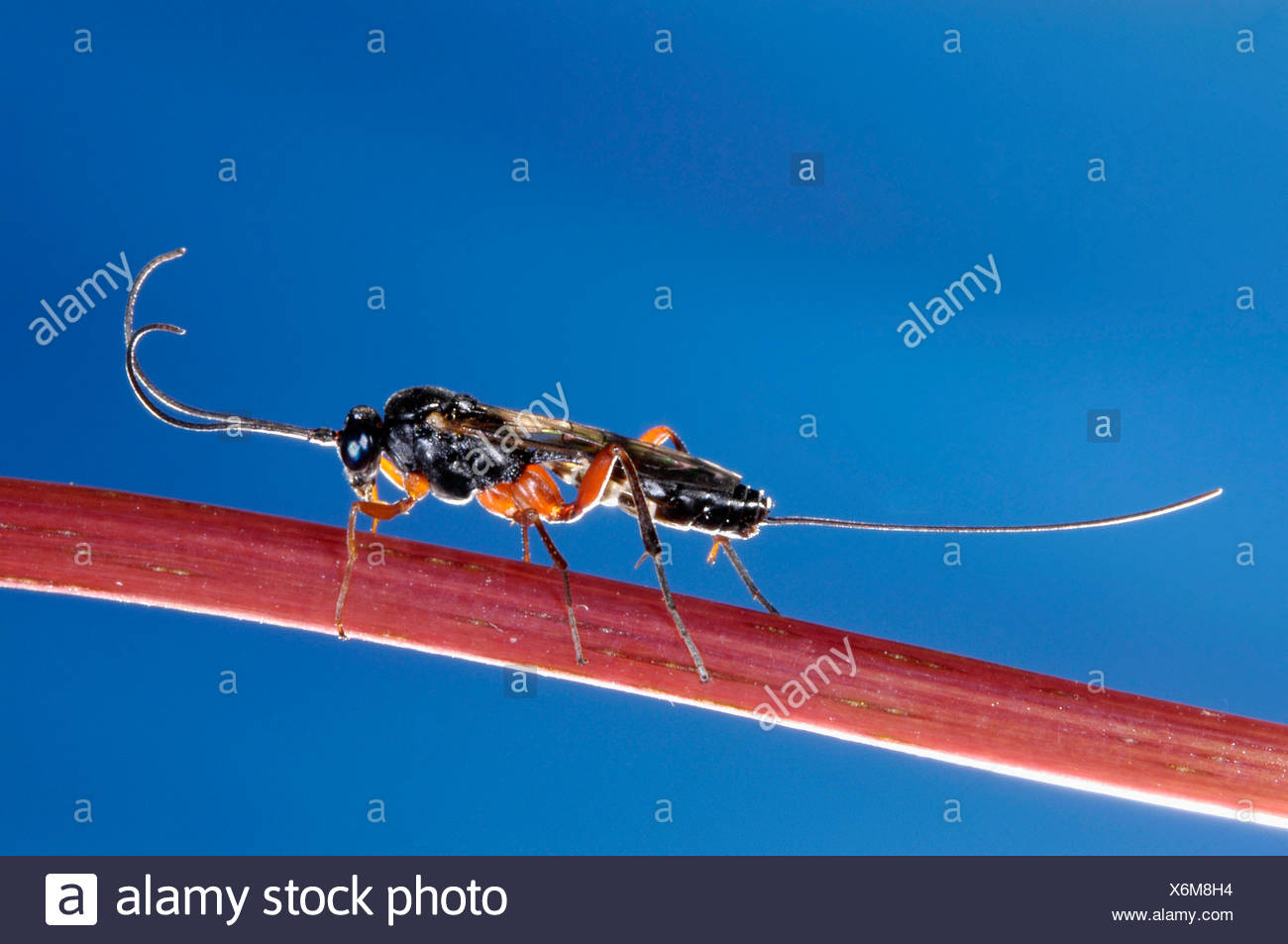 Ichneumon Fly Stock Photos & Ichneumon Fly Stock Images - Alamy