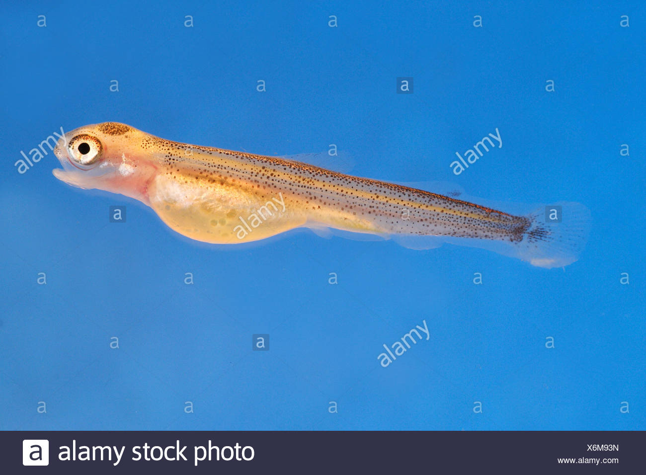 Larvae With Yolk High Resolution Stock Photography and Images - Alamy