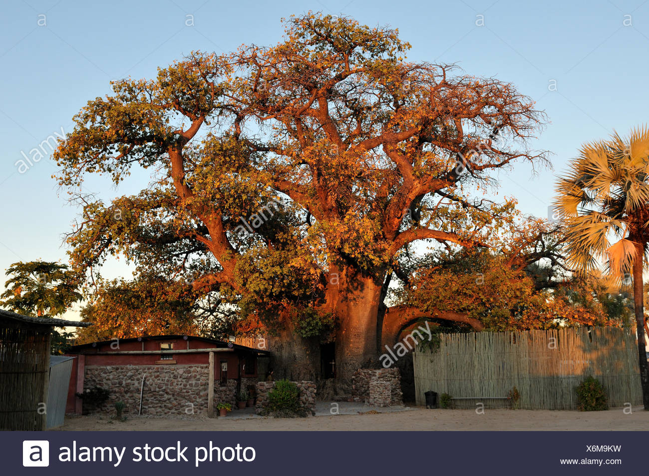 Hollow Baobab Tree Africa High Resolution Stock Photography and Images ...