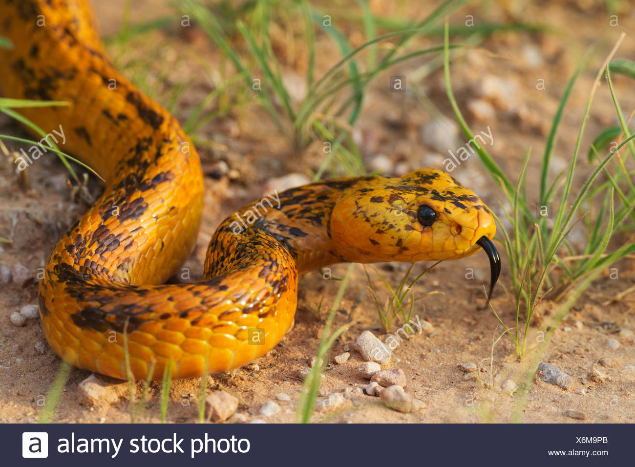 Desert Cobra Snake High Resolution Stock Photography and Images - Alamy