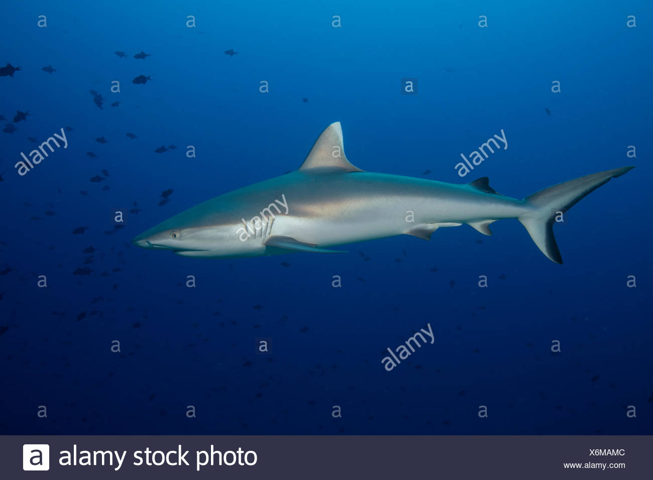 Graceful Shark Stock Photos & Graceful Shark Stock Images - Alamy